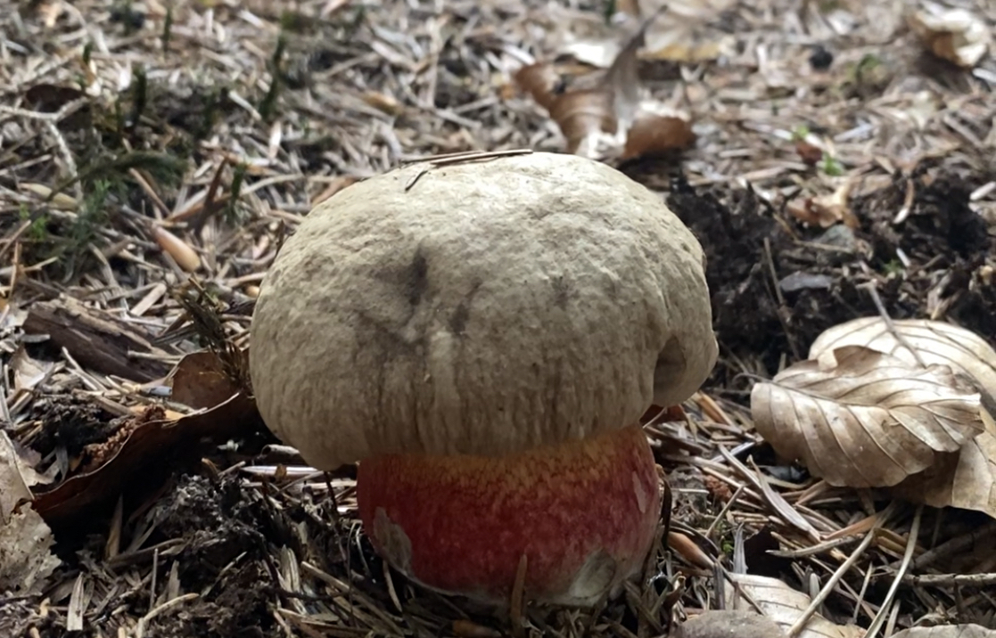 Kam vyraziť na huby a čo si vziať so sebou? | 4camping.sk